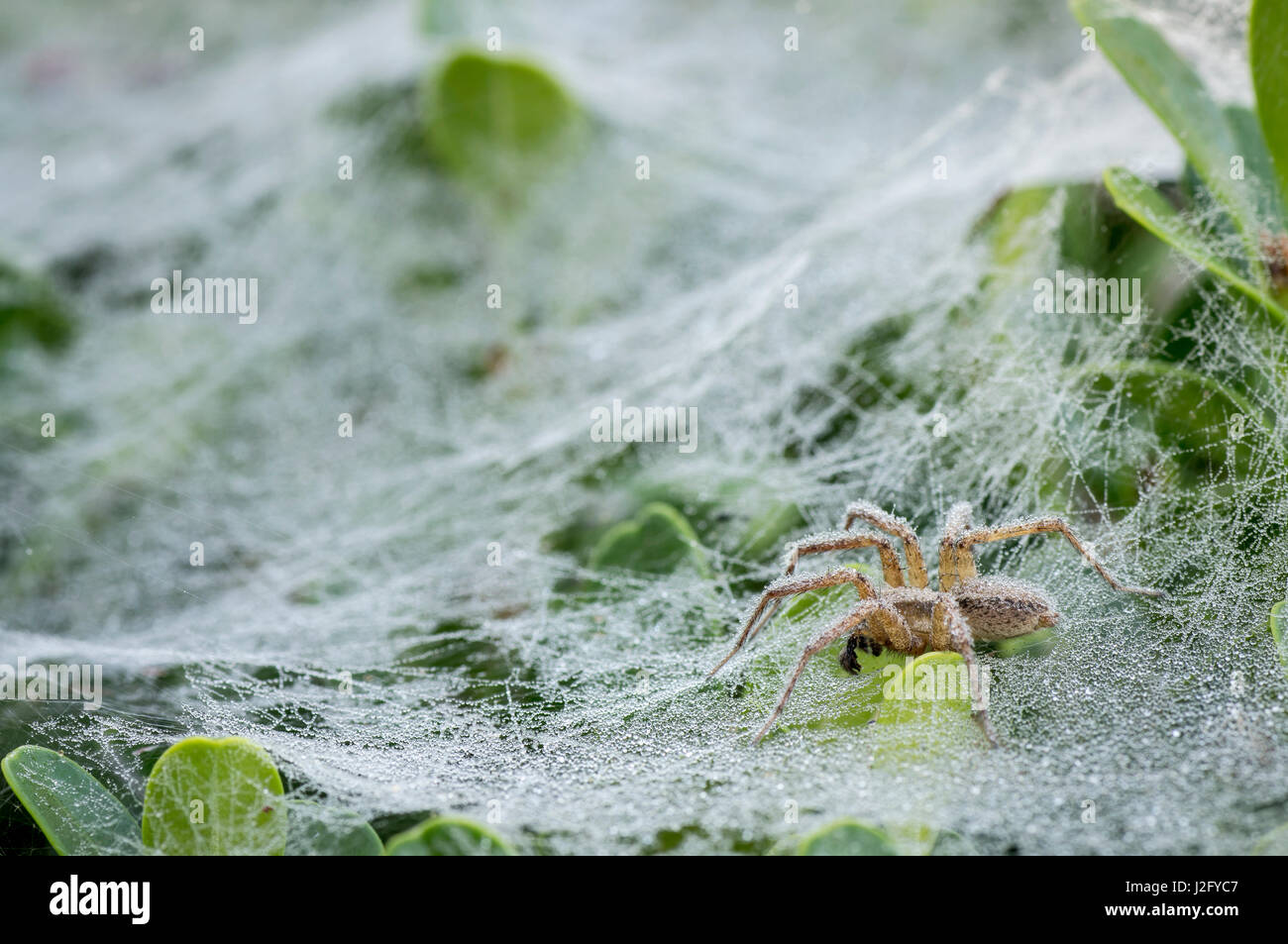 Intertidal spiders hi-res stock photography and images - Alamy