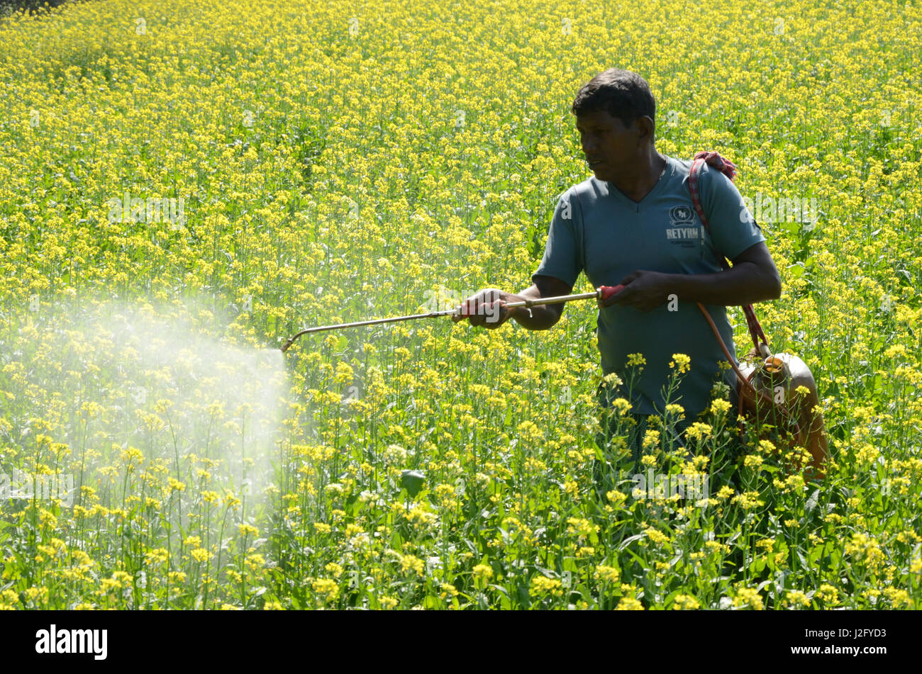 Farmer spraying pesticide Stock Photo - Alamy