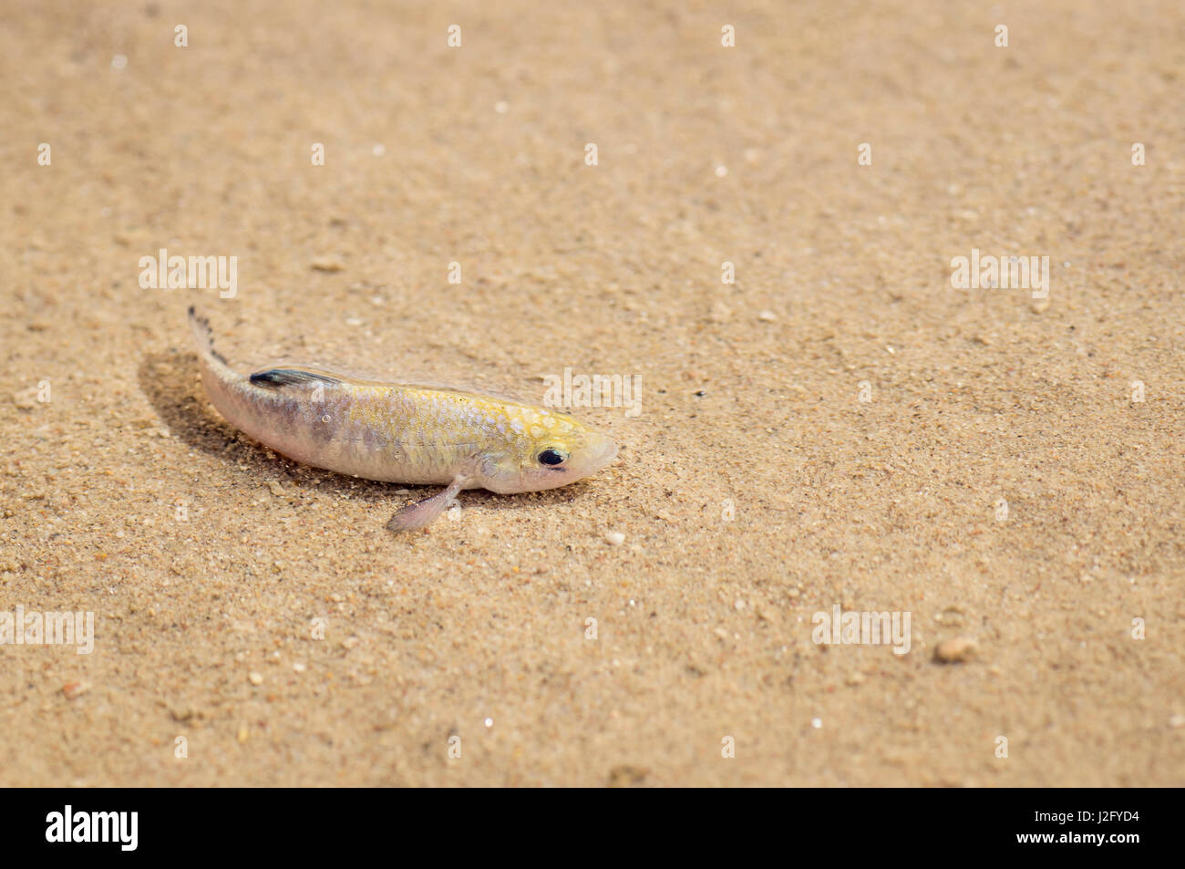 Female desert pupfish in salt creek hi-res stock photography and images ...