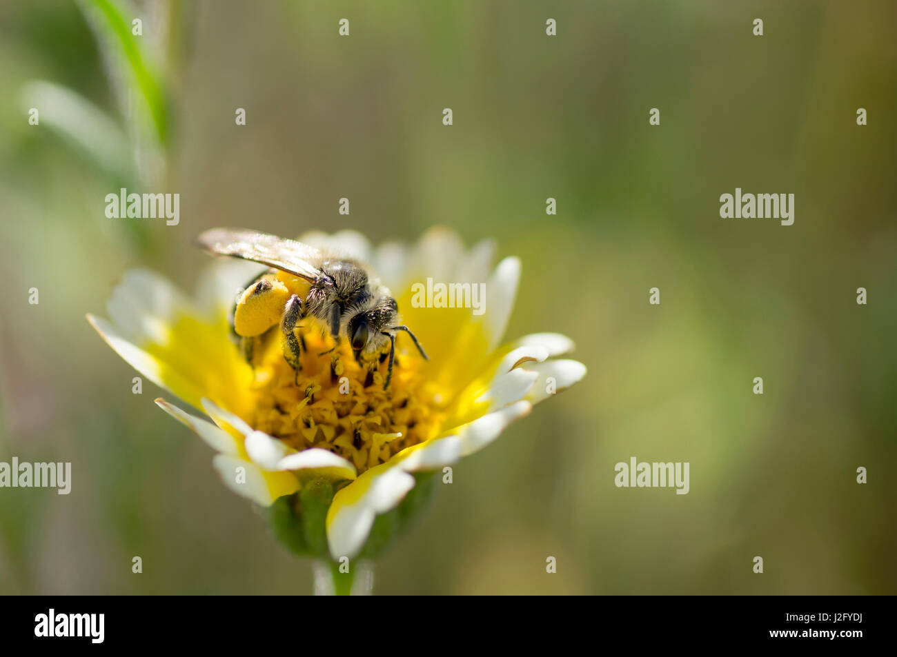 Native bee on tidy tips flower, California Central Coast, Shell Creek ...