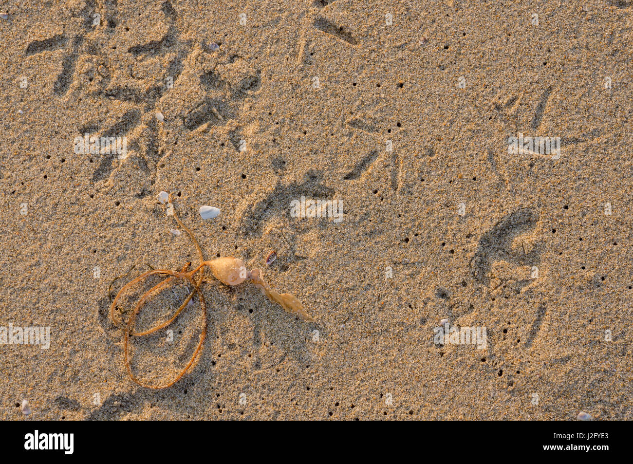 Shorebird tracks, Pacific Coast beach signs, Southern California Stock ...