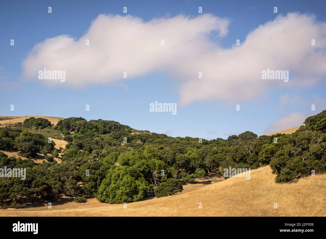 Rolling hills with oak trees, Sonoma, California Stock Photo - Alamy