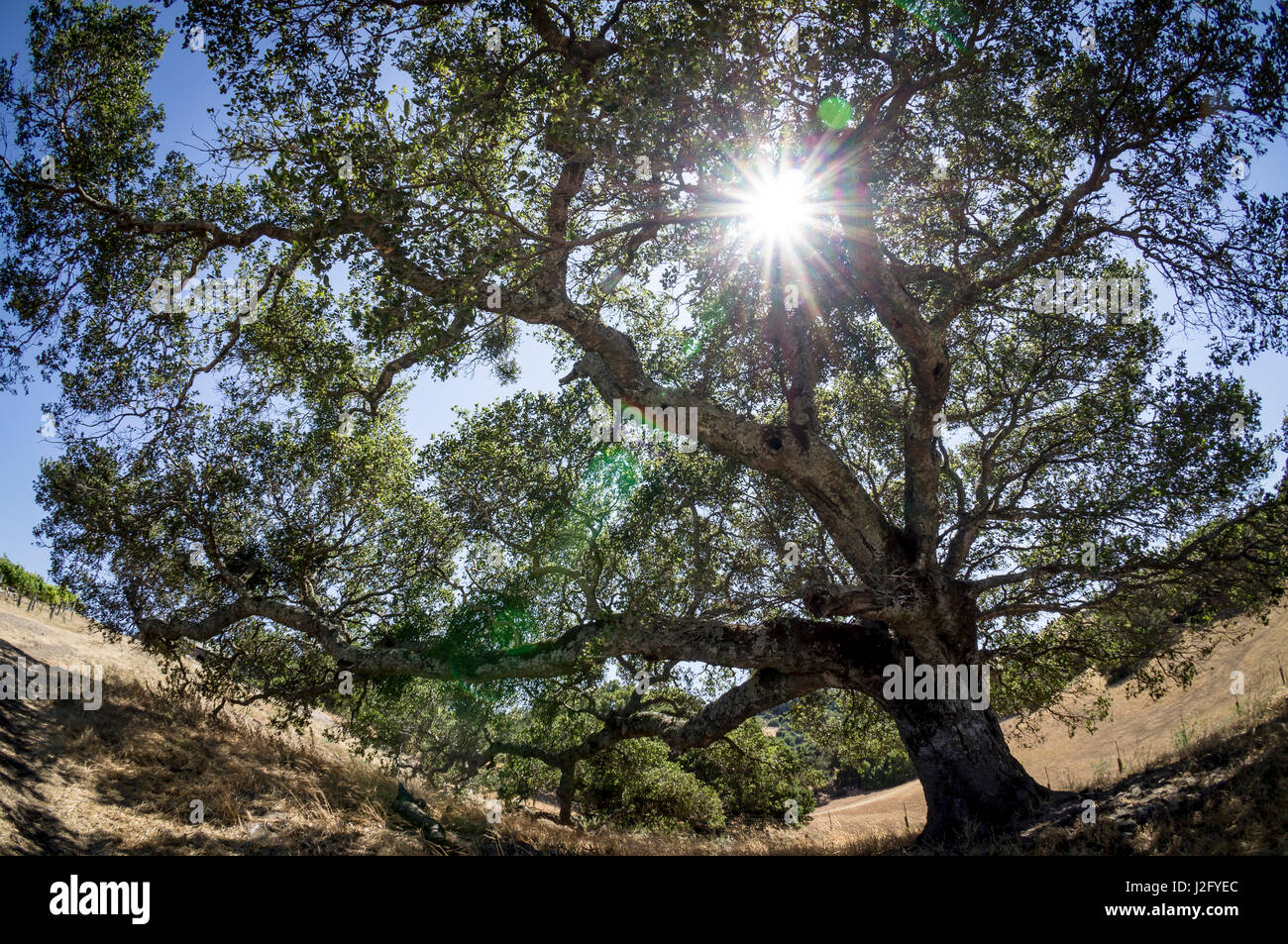 Spreading oak tree with sun, Sonoma, California Stock Photo - Alamy
