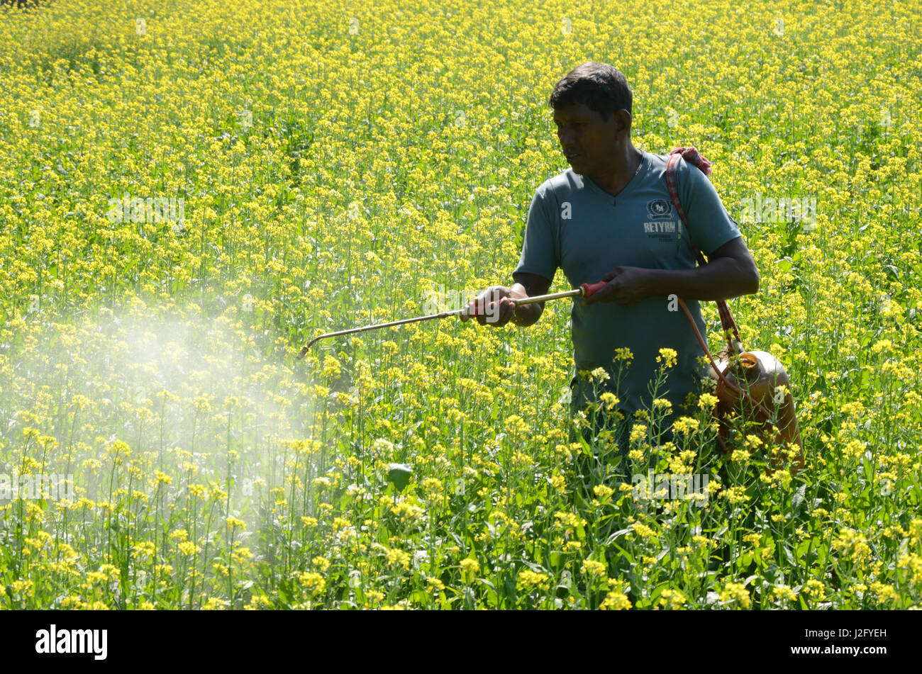 Farmer spraying pesticide Stock Photo - Alamy