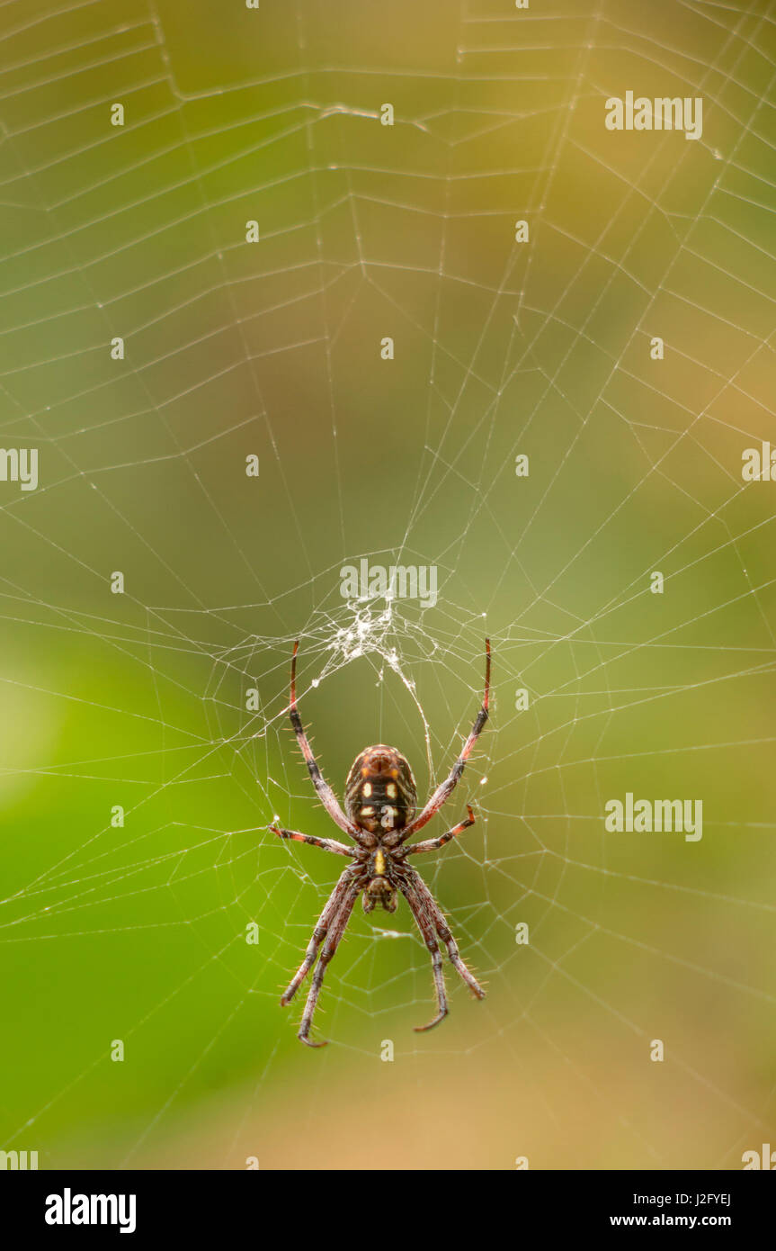 Common orb weaver neoscona web hi-res stock photography and images - Alamy
