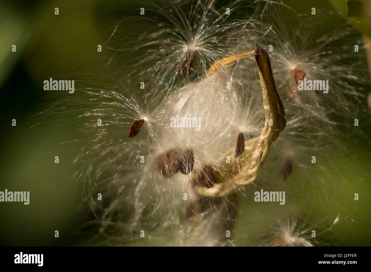 Milkweed pod hi-res stock photography and images - Alamy