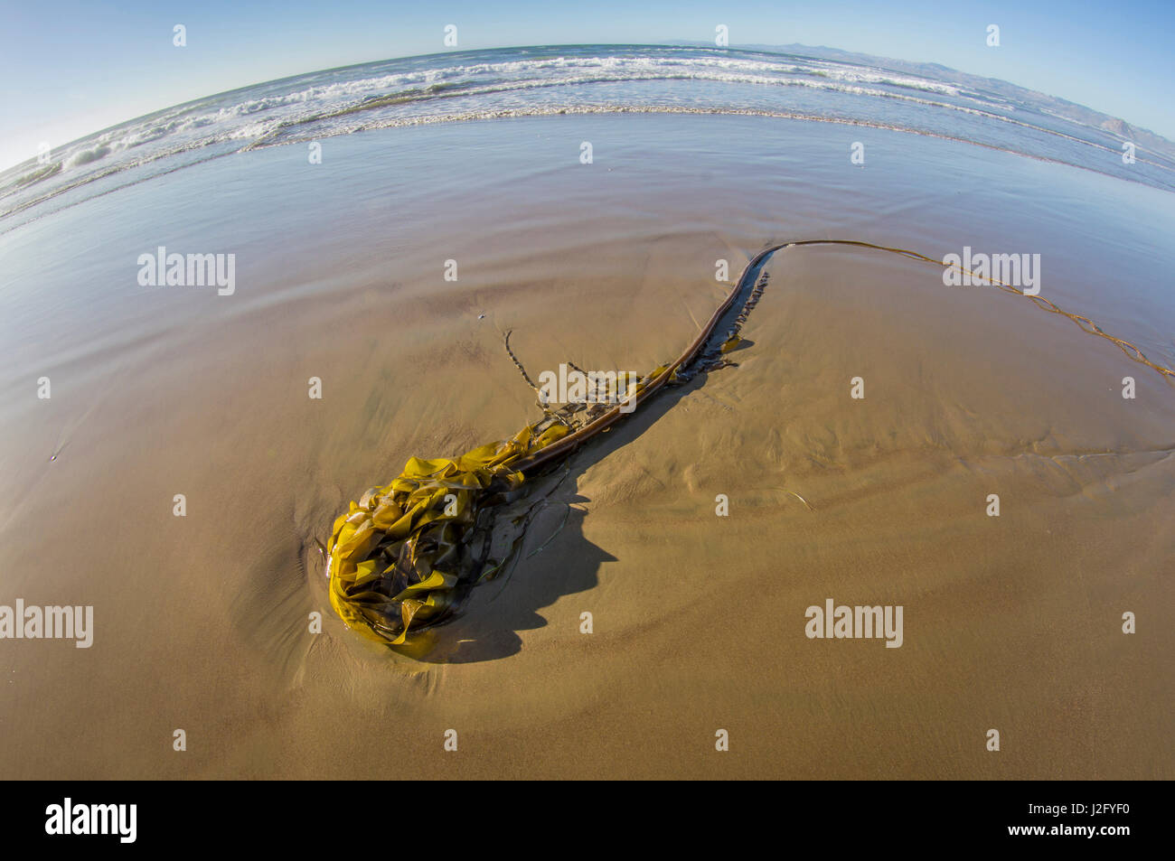Kelp on shore, Montana de Oro State Park, Pacific Ocean, Central Coast ...