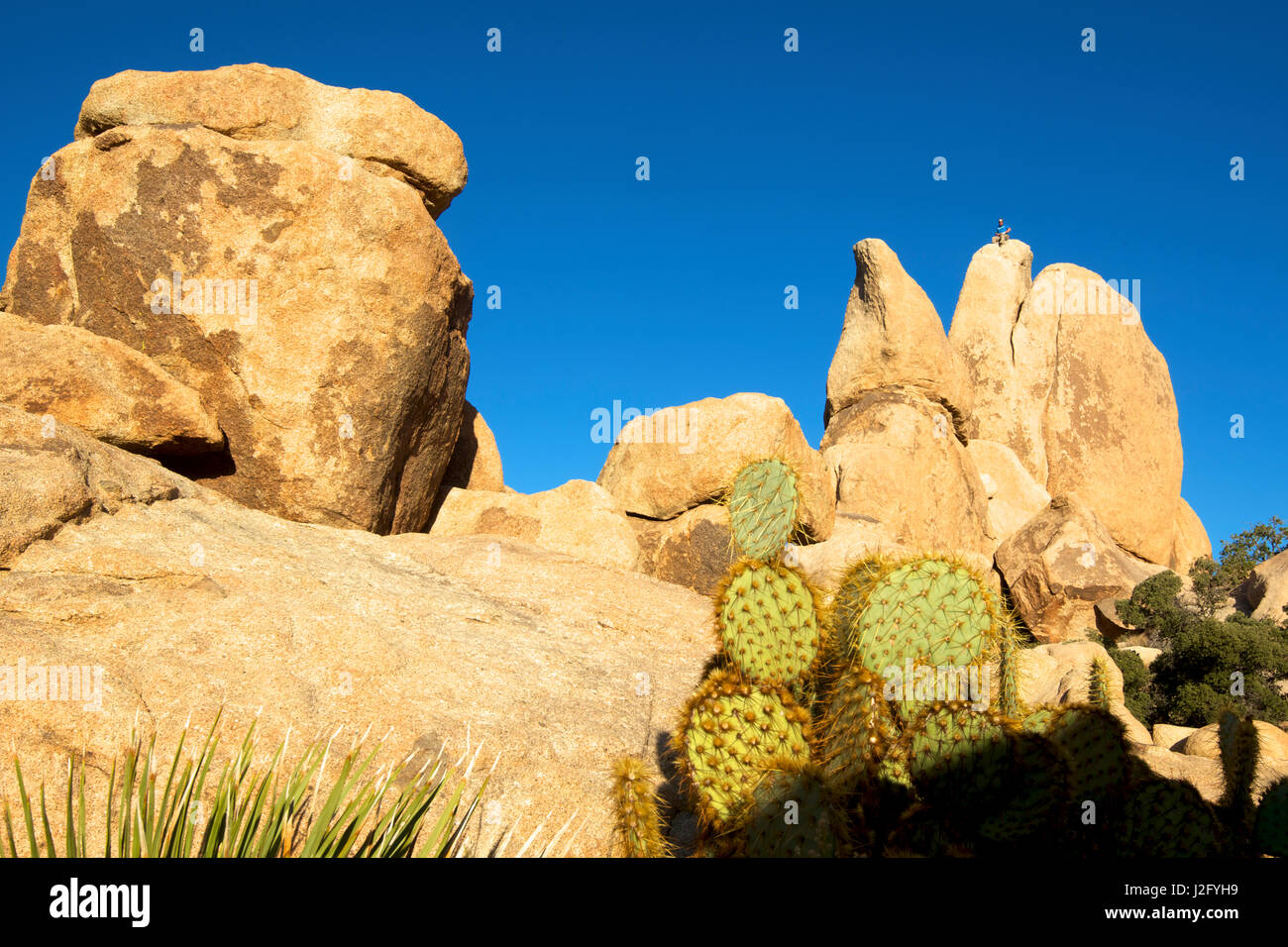 Boulders and walls in Joshua Tree National Park are favorites places ...