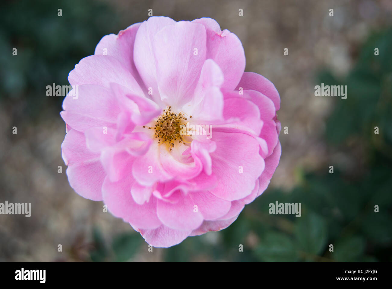 Centered pink rose (Large format sizes available Stock Photo - Alamy