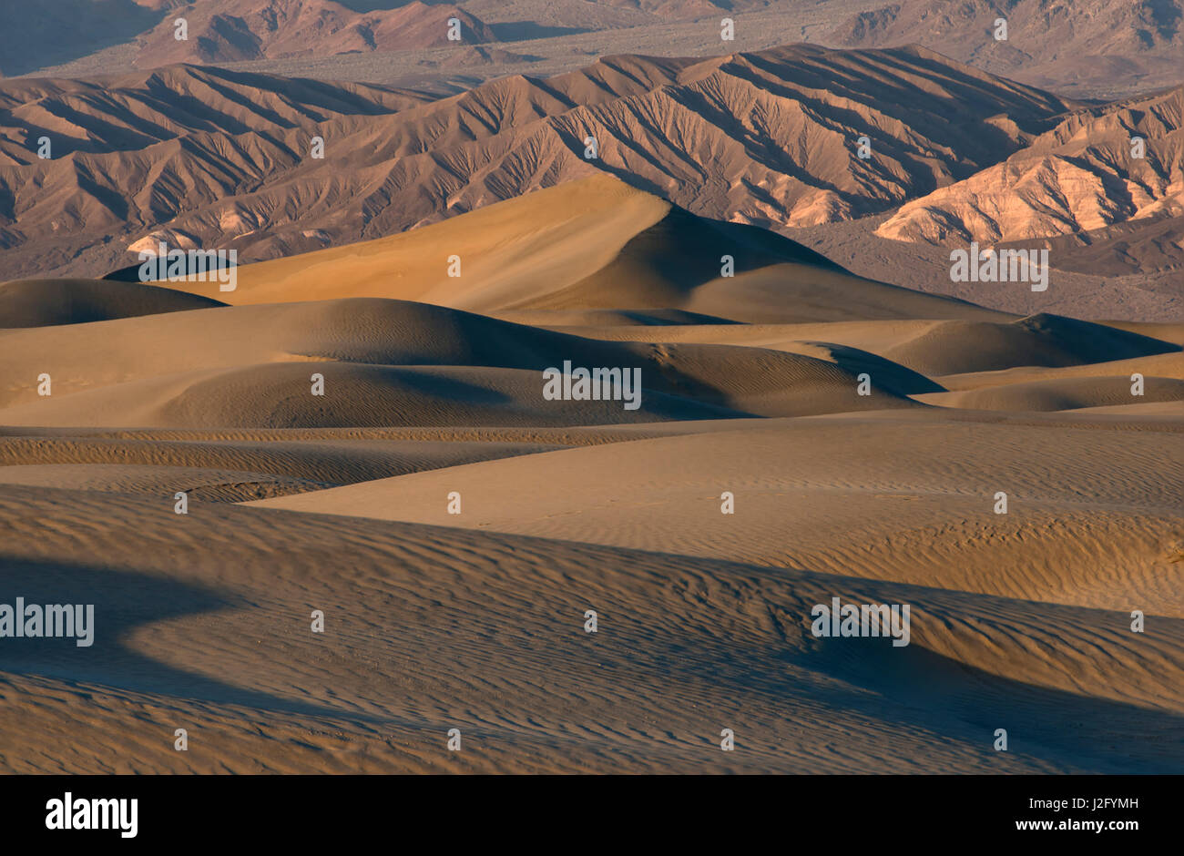 Undulating sand dunes of Death Valley in golden light (Large format ...