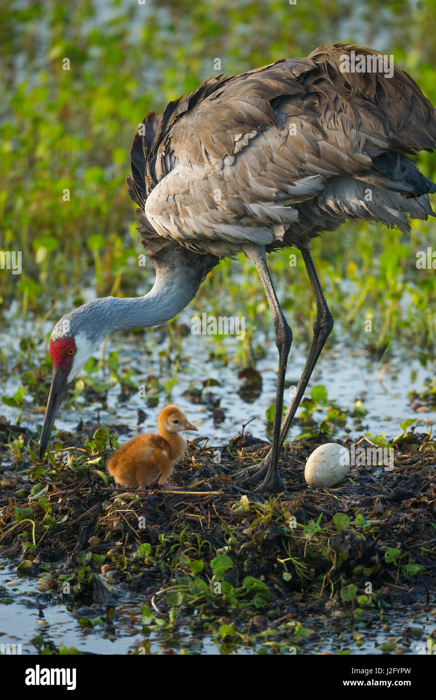 Sandhill Crane on nest with first colt and second egg, Grus canadensis ...