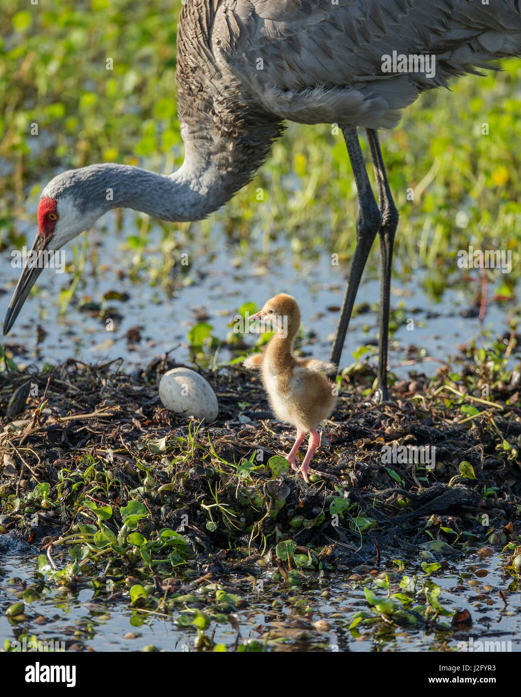Sandhill Crane rebuilding nest, first colt, shows second egg, Grus ...