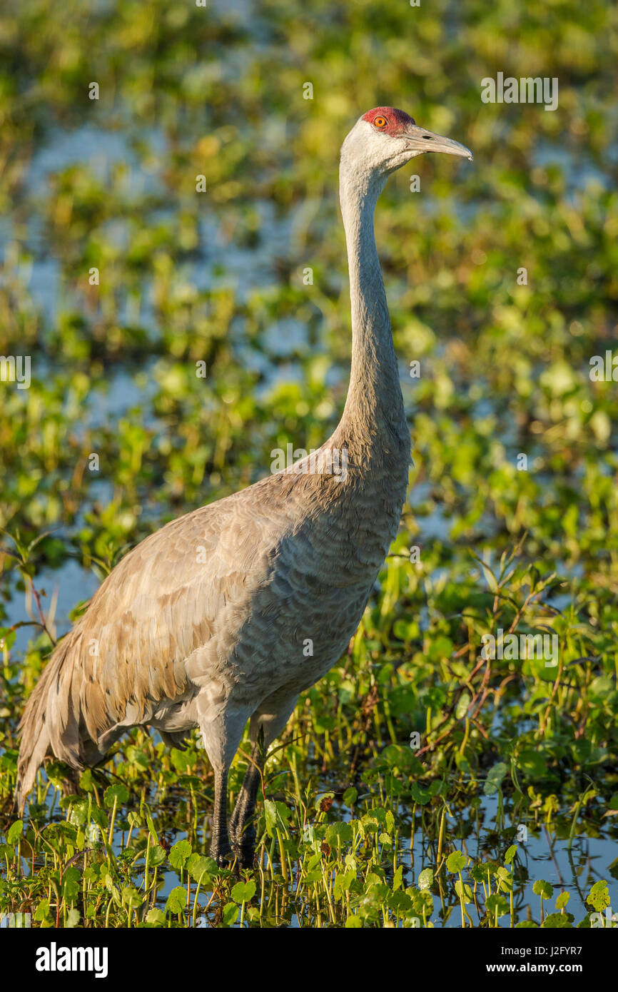 Sandhill Crane standing guard over mate, Grus canadensis, Florida Stock ...