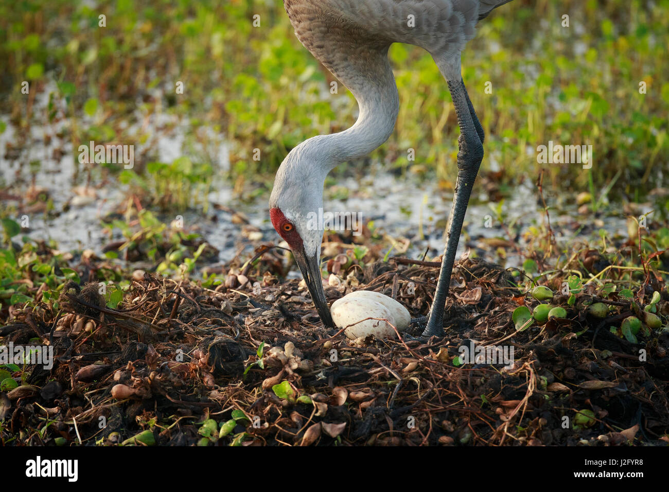 Sandhill Crane turning eggs on nest, Grus canadensis, Florida Stock ...