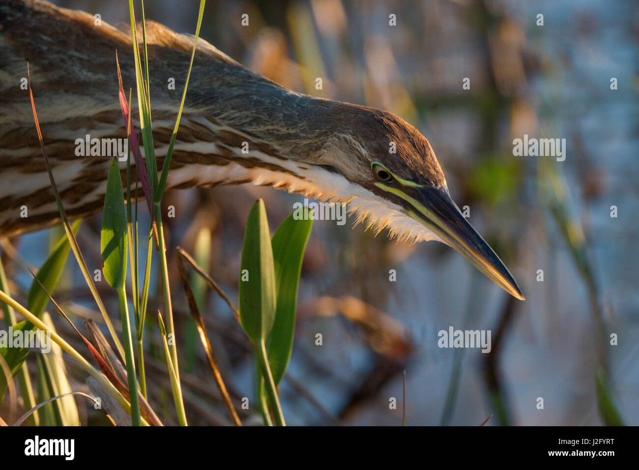 American Bittern, Botaurus lentiginosUSA, Viera Wetlands, Florida, USA ...