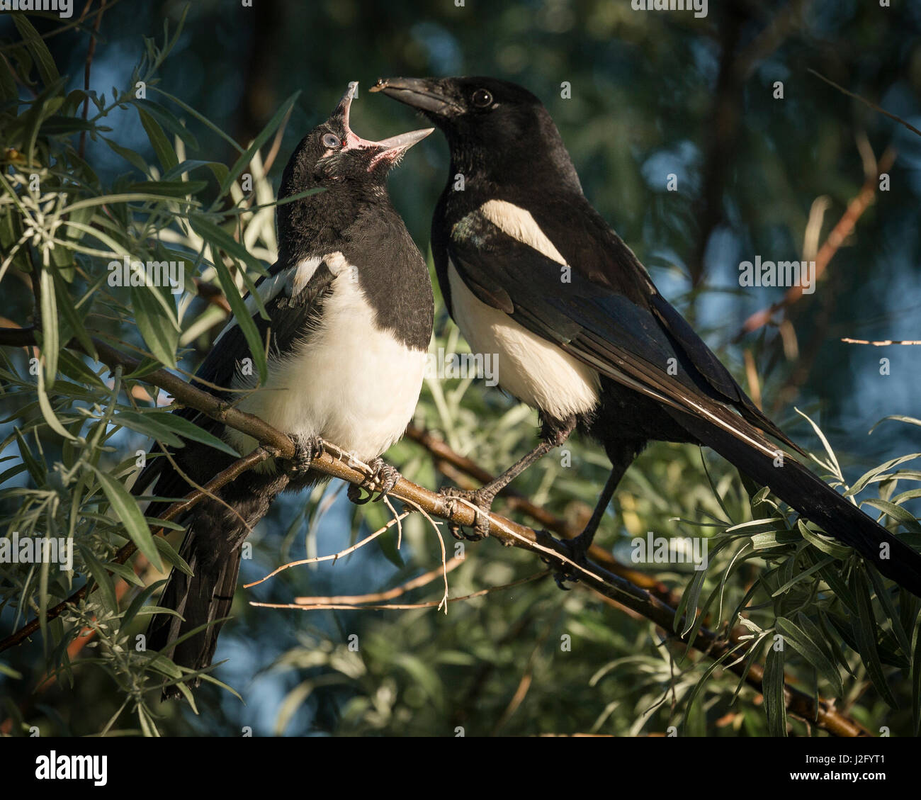 Black-billed Magpie fledgling being fed by parent, Pica hudsonia, New ...