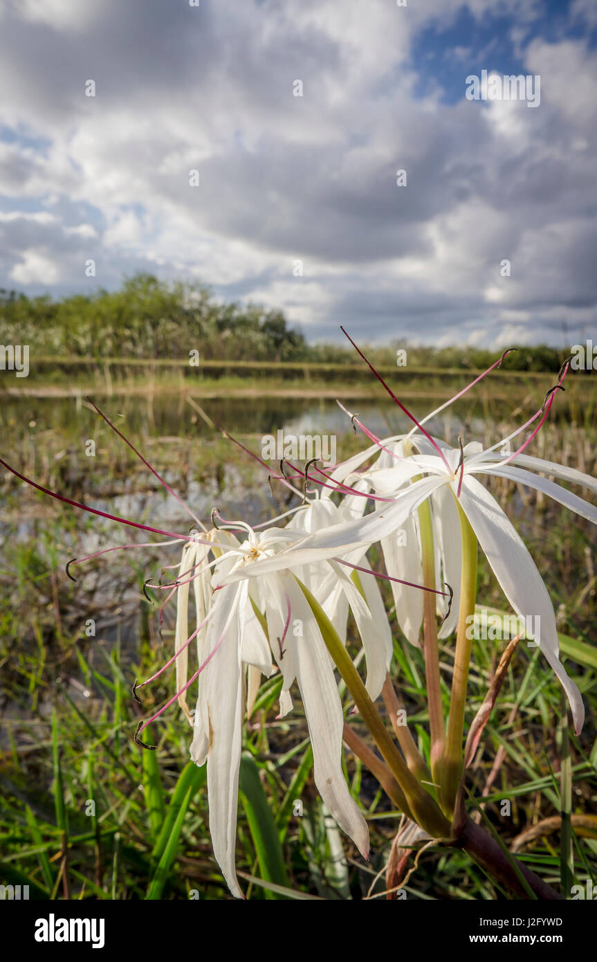 Loxahatchee mangrove hi-res stock photography and images - Alamy