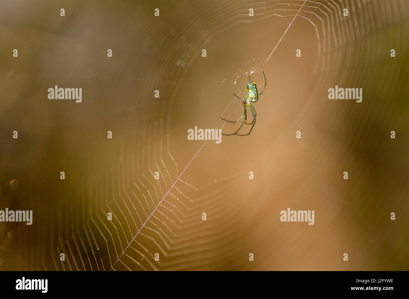 Spider mangrove hi-res stock photography and images - Alamy