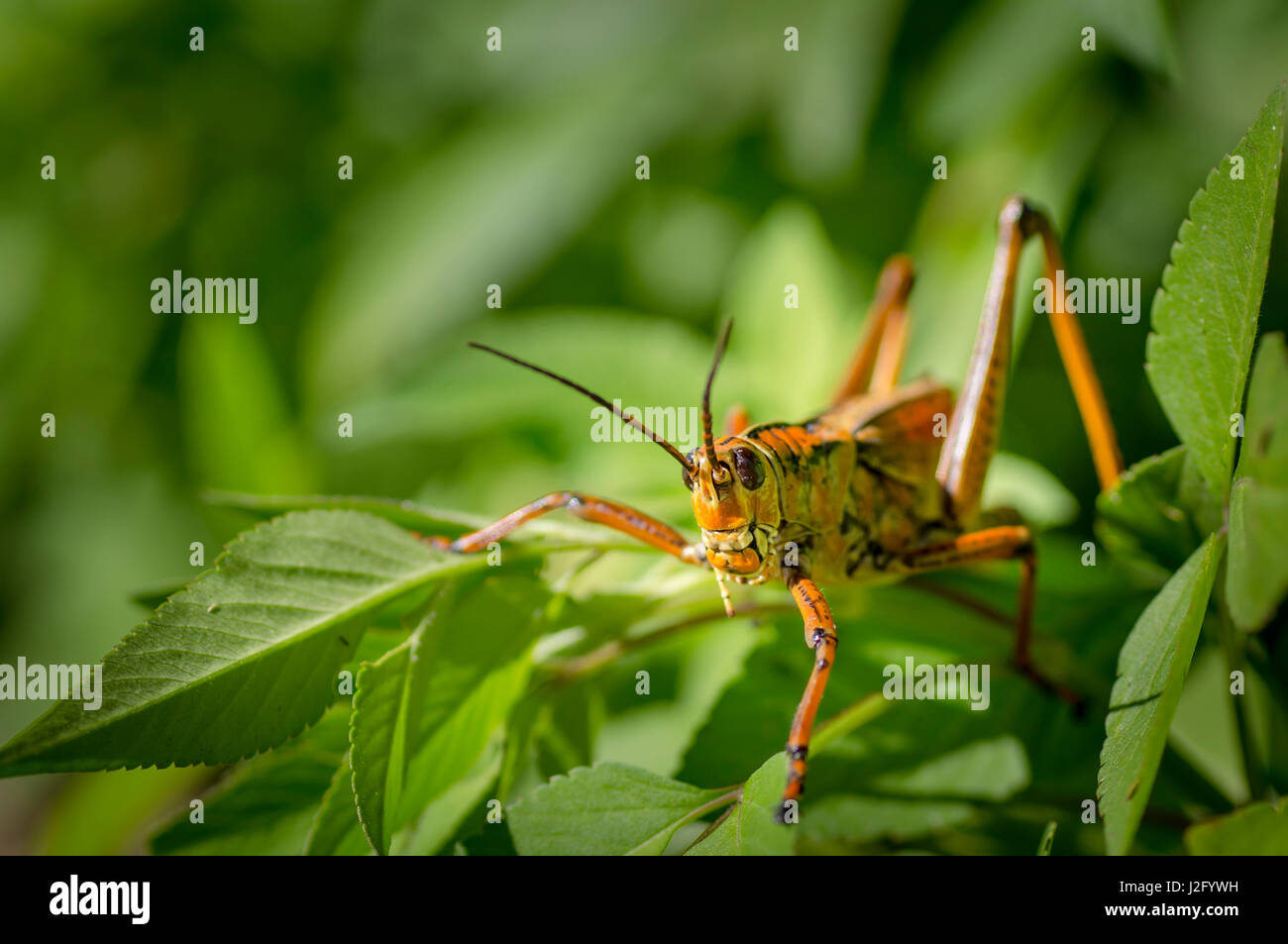 Lubber grasshopper, Southeastern Florida, Everglades, Loxahatchee ...