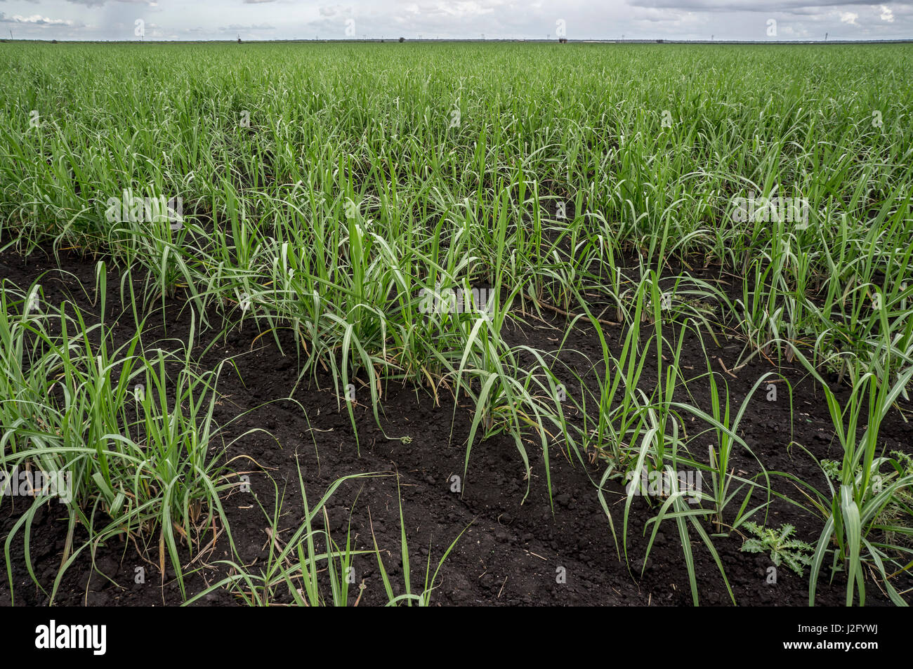 Sugar cane field in Everglades near Lake Okeechobee, Florida Stock ...