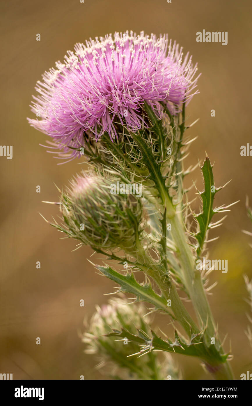 Purple thistle flower, Everglades National Park, Florida Stock Photo ...