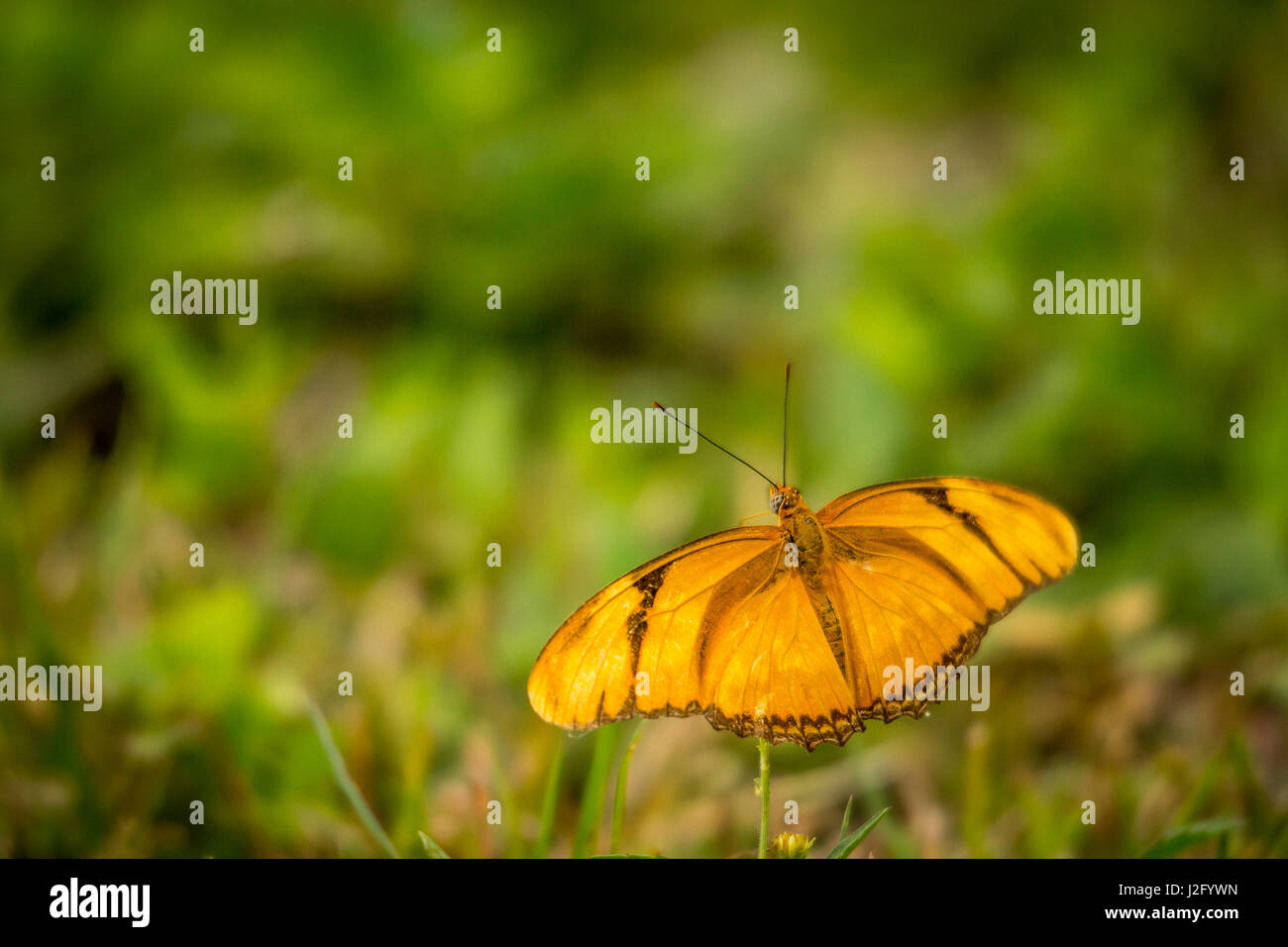 Julia butterfly, Everglades National Park, Florida Stock Photo - Alamy