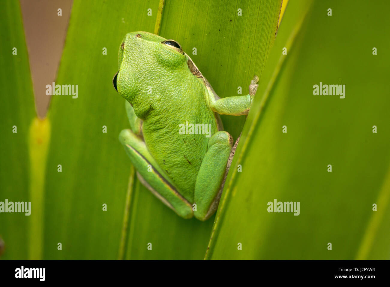 Squirrel tree frog in palmetto, Everglades National Park, Florida Stock ...