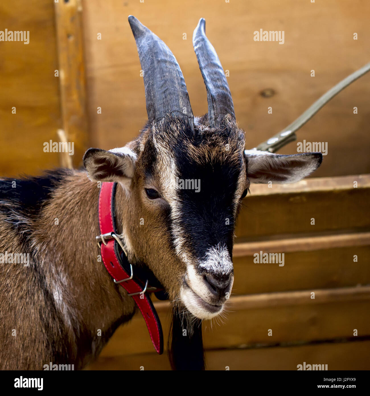 Goat with red collar hi-res stock photography and images - Alamy