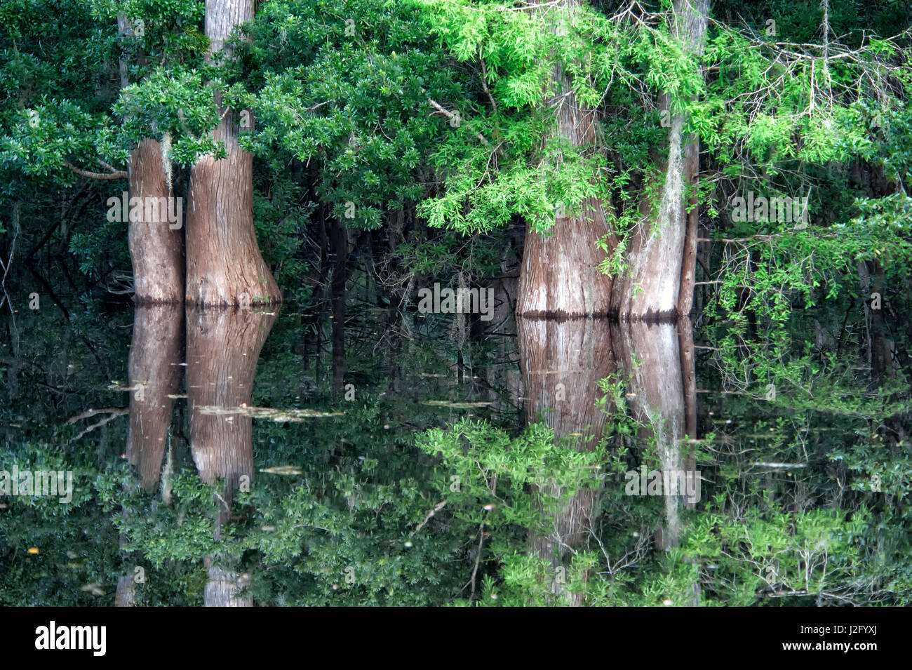 Cedar trees in suwannee river hi-res stock photography and images - Alamy