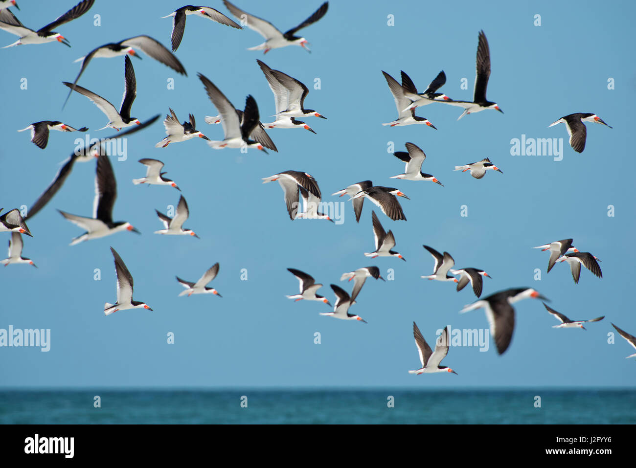 Skimmer Flock flying (Large format sizes available Stock Photo - Alamy