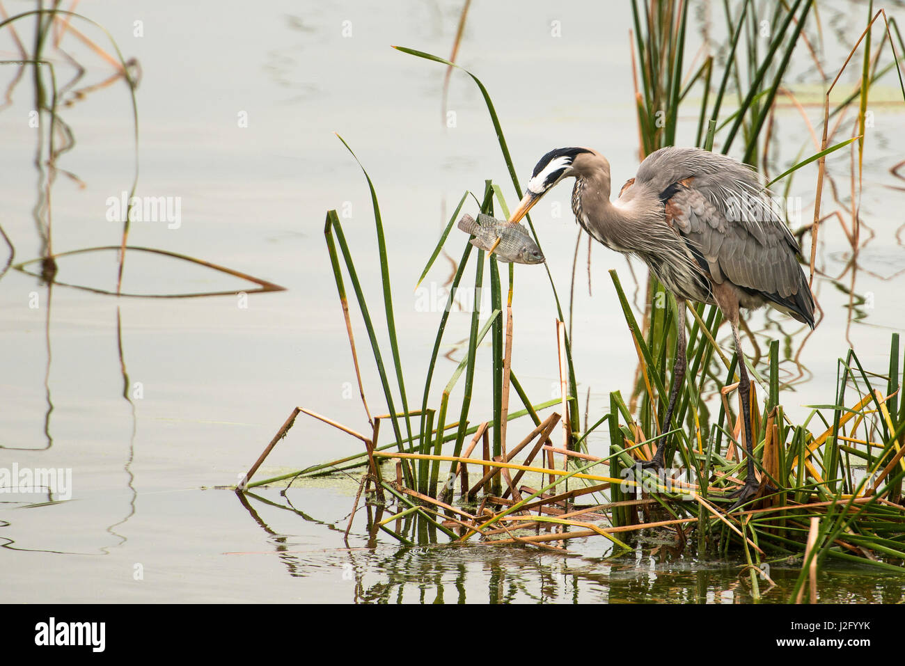 Great blue Heron stabbing fish Stock Photo - Alamy