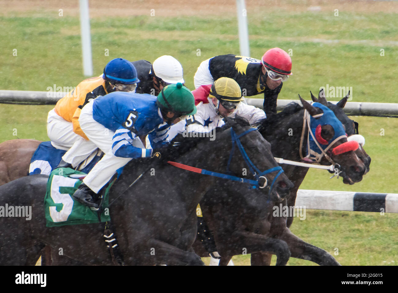 Horses and jockeys neck and neck racing in the rain, Tampa Downs ...