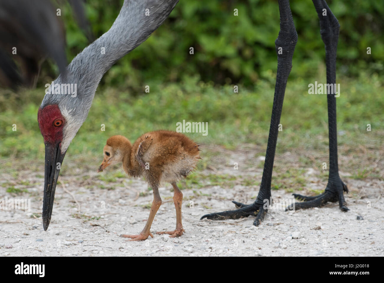 Sandhill Cranes with chicks, looking for food, Florida (Large format ...