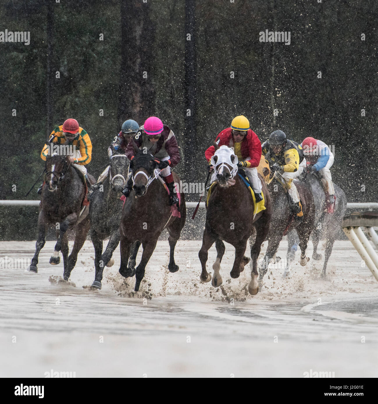 Group of jockeys and horses rounding the corner to the finish line in ...