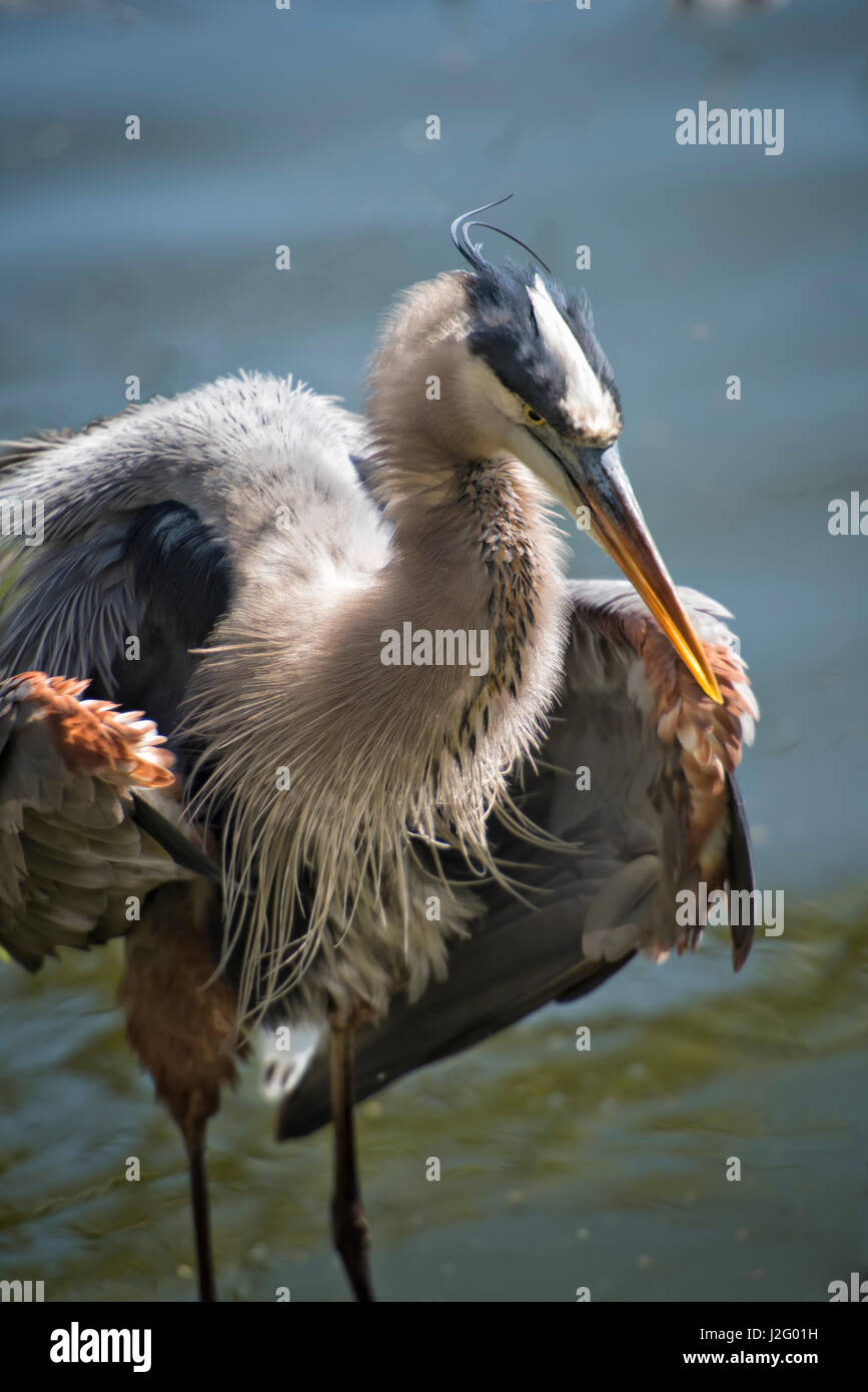 Great Blue Heron staring intently with puffed out wings (Large format ...