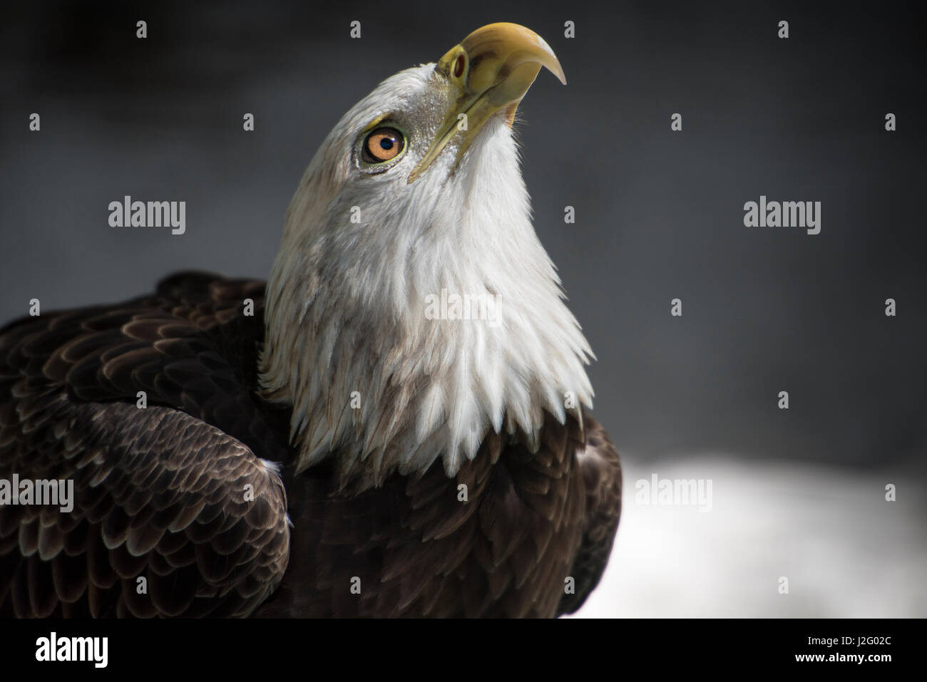 Bald eagle close-up looking up into light (Large format sizes available ...