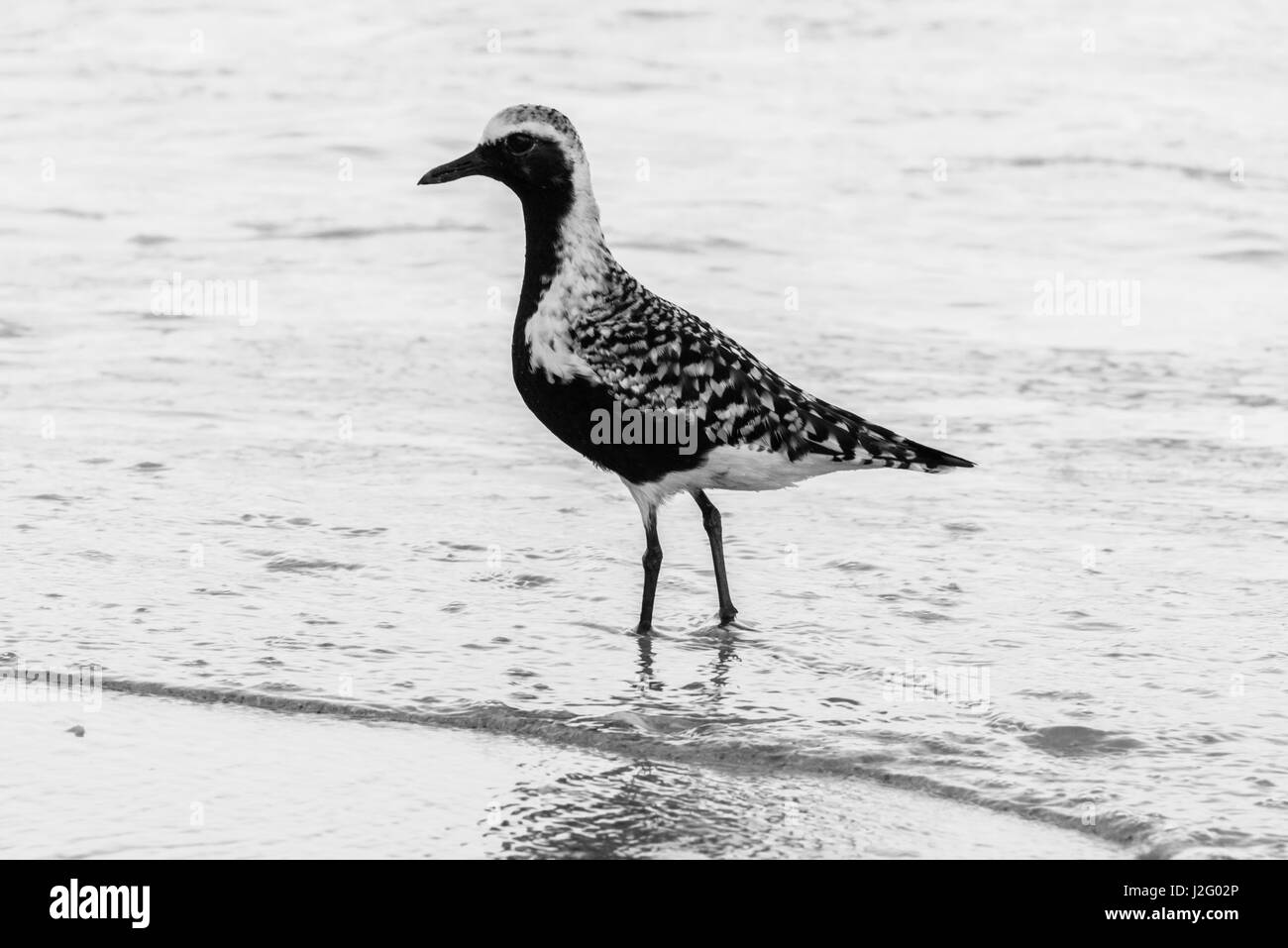 Gazing into the water Black and White Stock Photos & Images - Alamy