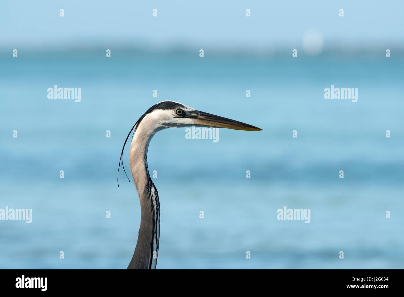 Profile of Great Blue Heron close-up (Large format sizes available ...