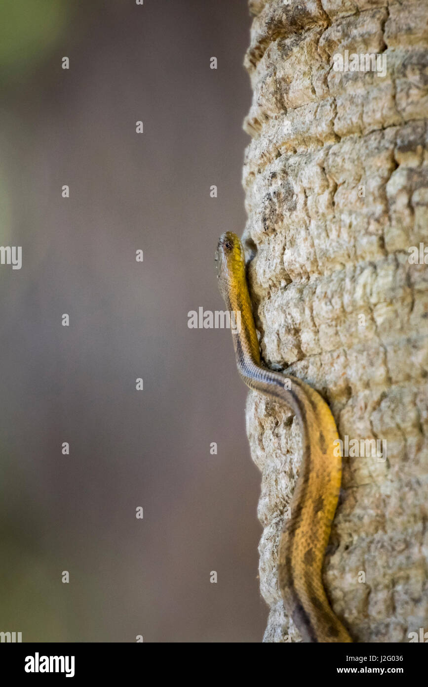 Snake slithering up a tree Stock Photo - Alamy