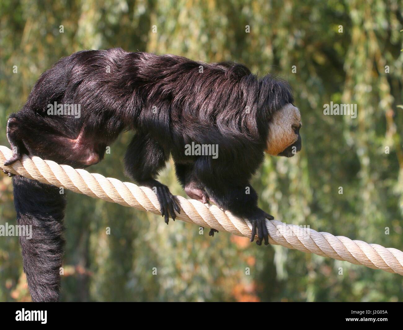 Mature Male South American white faced saki monkey (Pithecia pithecia ...