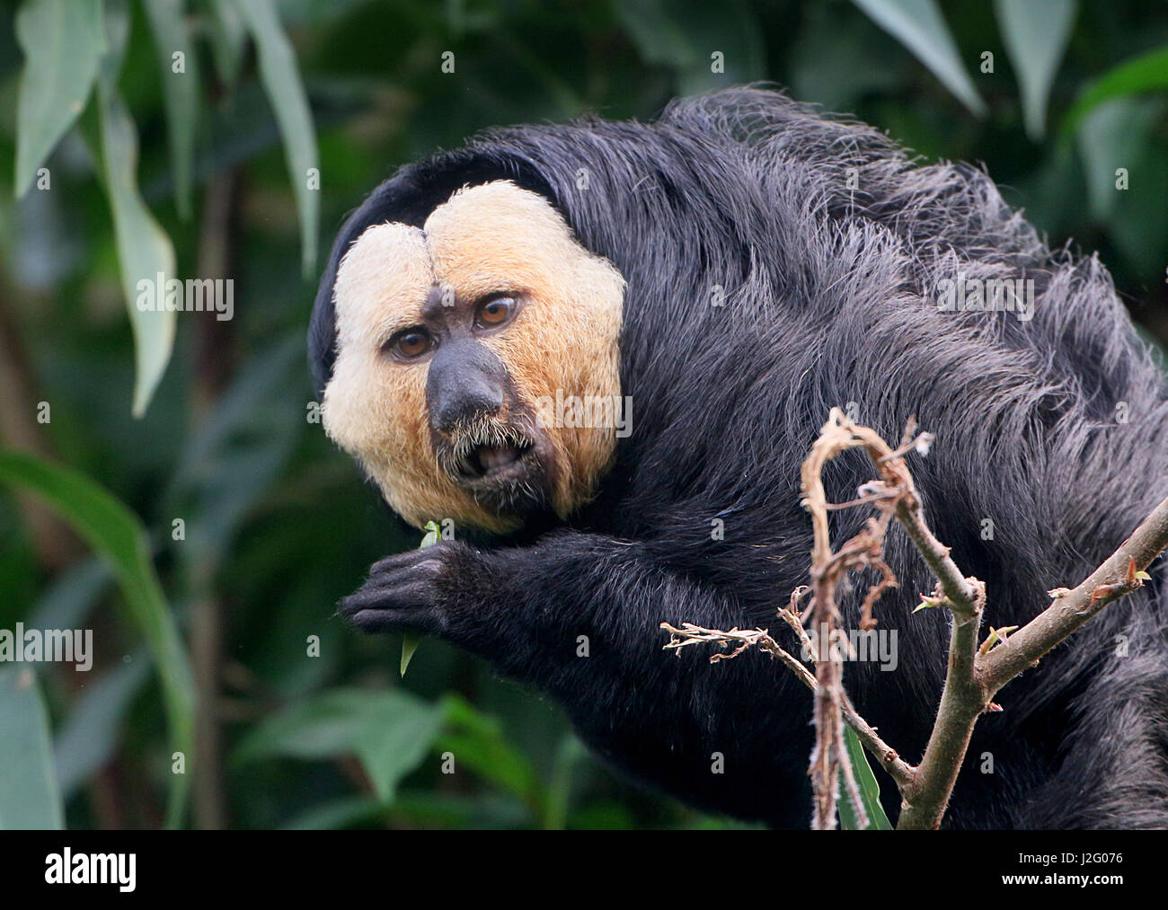 Saki a face blanche pale hi-res stock photography and images - Alamy