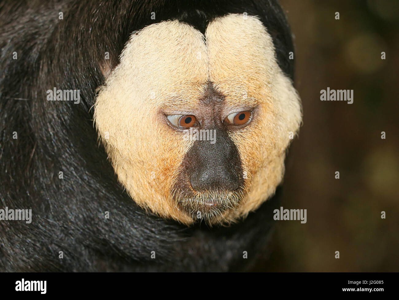 Saki affe hi-res stock photography and images - Alamy