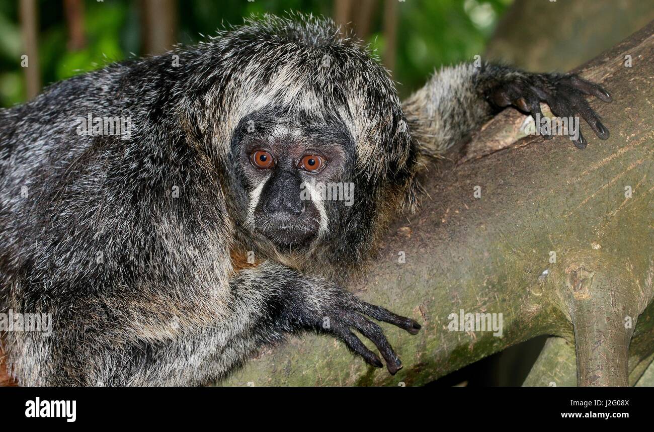 Female south american white faced saki hi-res stock photography and ...