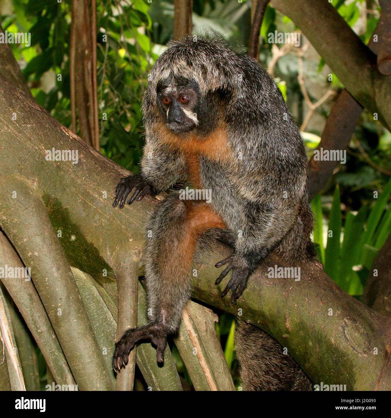 Female South American white faced saki monkey (Pithecia pithecia Stock ...