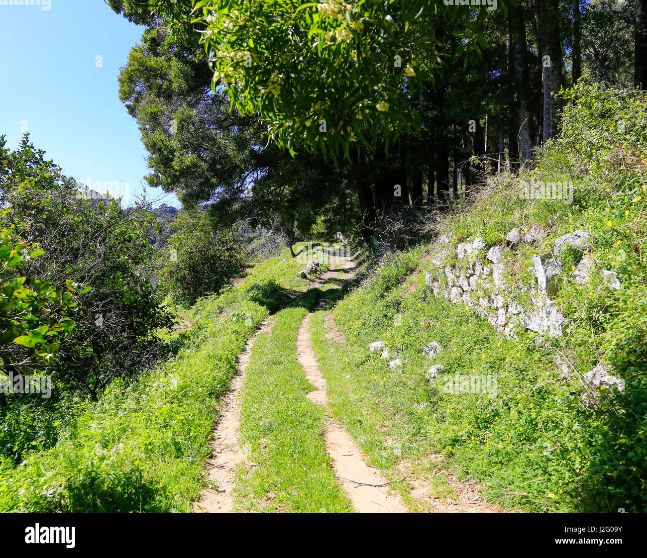 Monchique forest hi-res stock photography and images - Alamy