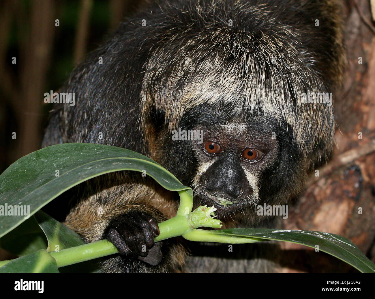Female South American white faced saki monkey (Pithecia pithecia Stock ...