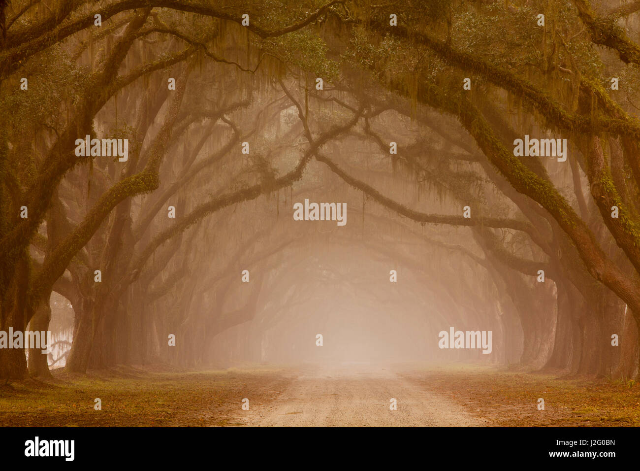 USA, Georgia, Savannah, Fog and Oak trees along drive at Wormsloe ...