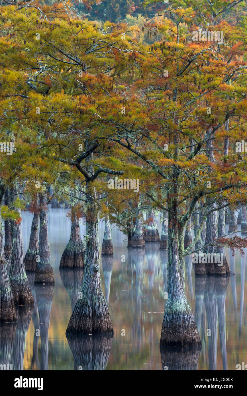 Usa, Georgia, George L. Smith State Park, Pond Cyprus (Taxodium ...