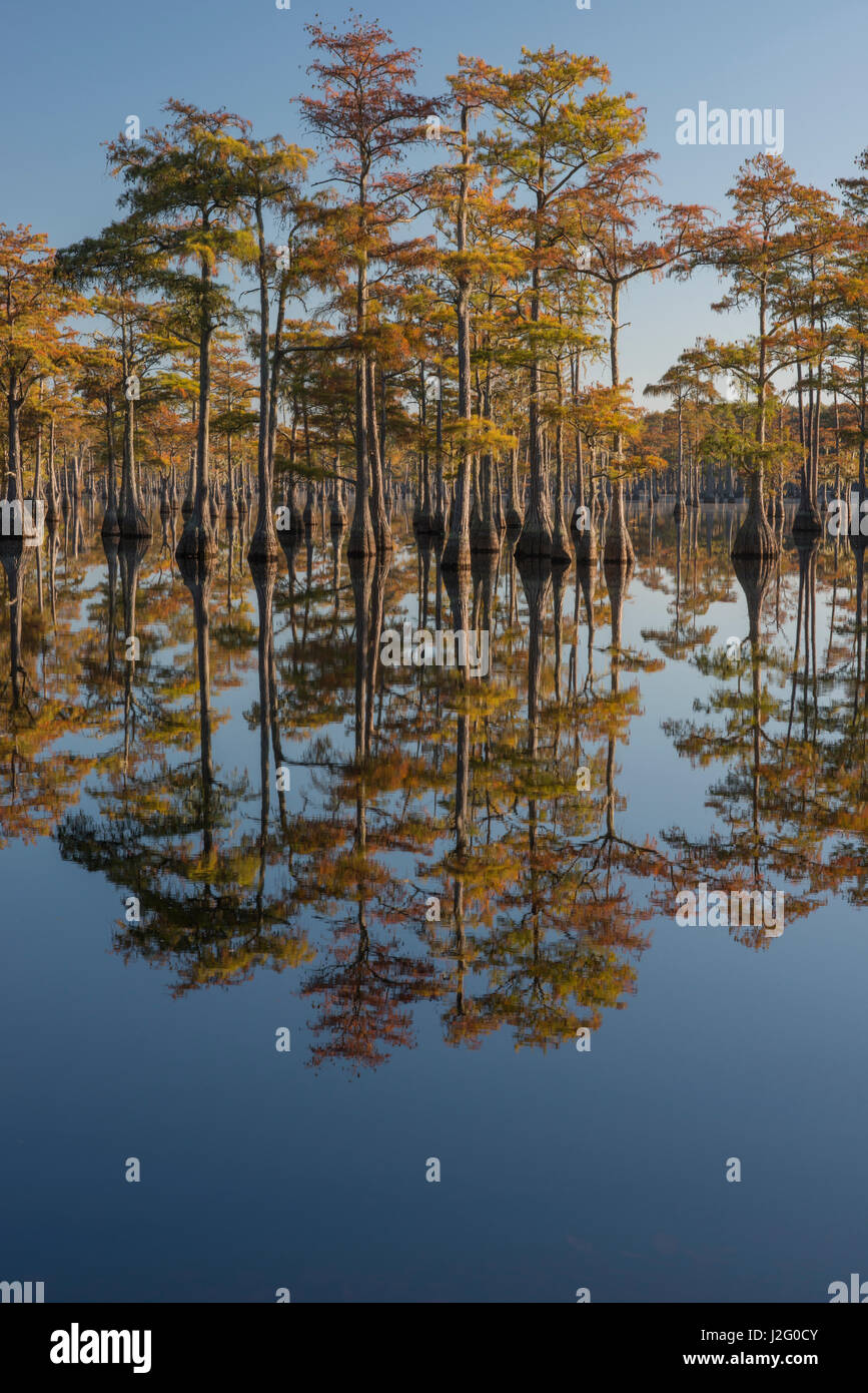 Usa, Georgia, George L. Smith State Park, Pond Cyprus (Taxodium ...
