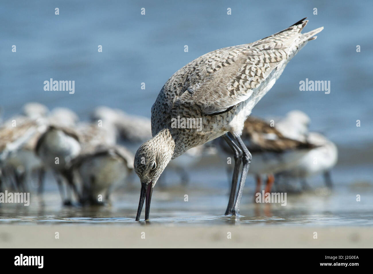 Willet (Tringa semipalmata) Little St Simon's Island, Barrier Islands ...